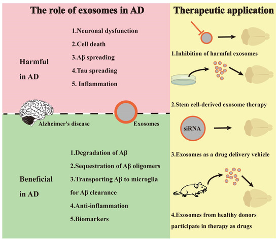 IJMS | Free Full-Text | Role of Exosomes in the Pathogenesis and ...