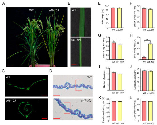 Improving Rice Leaf Shape Using CRISPR/Cas9-Mediated Genome Editing of ...