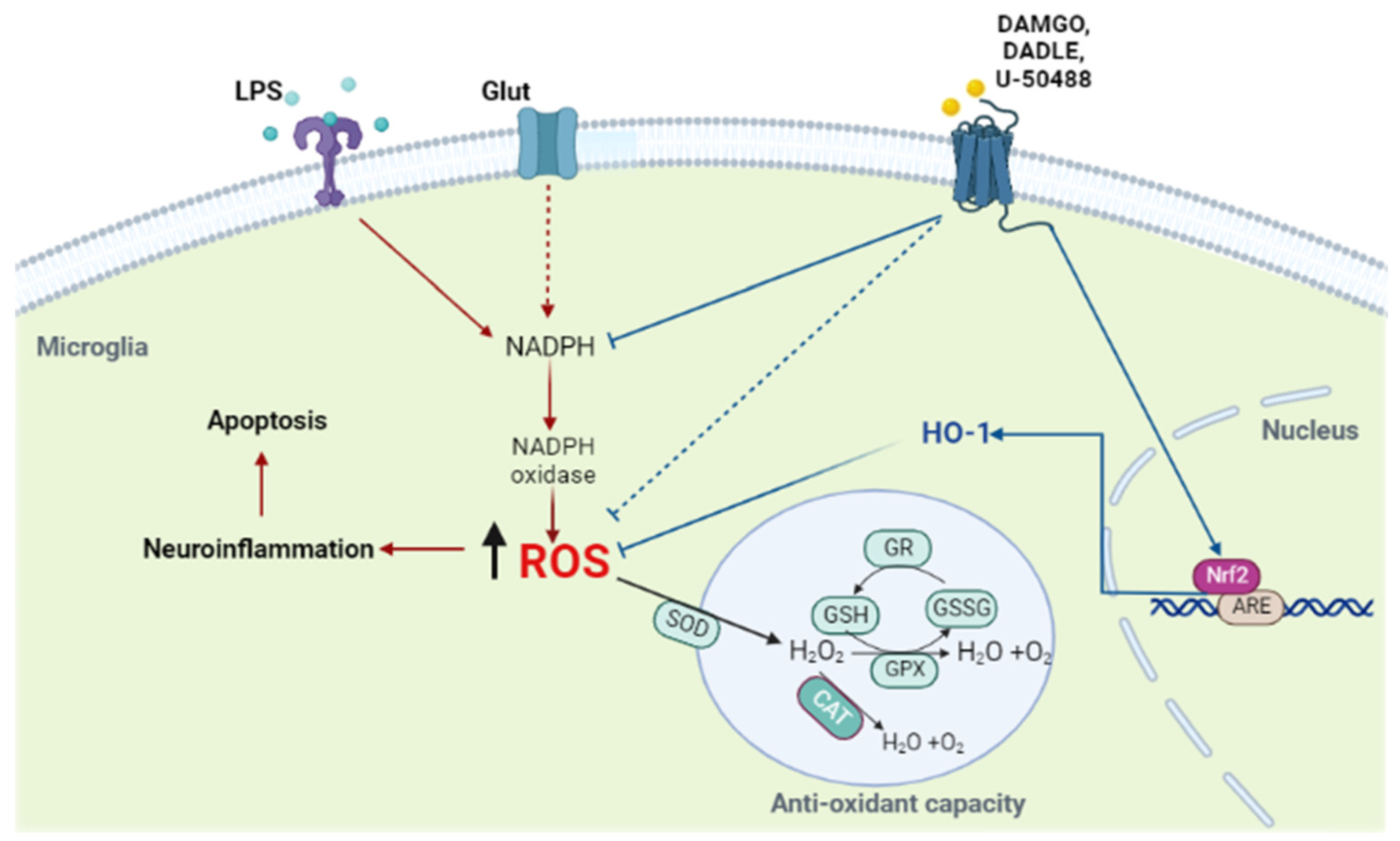 Opioids Alleviate Oxidative Stress via the Nrf2/HO-1 Pathway in LPS-Stimulated Microglia