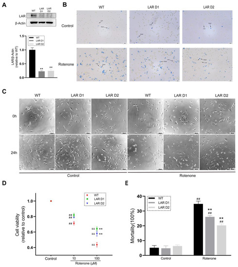 LAR Downregulation Protects the Astrocytic U251 and Cocultured SH-SY5Y ...