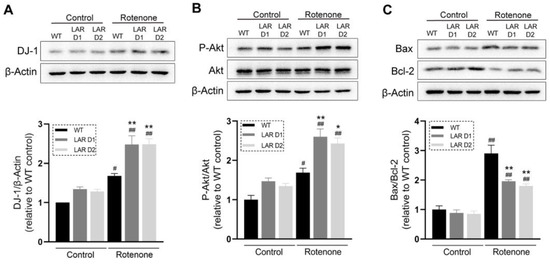 LAR Downregulation Protects the Astrocytic U251 and Cocultured SH-SY5Y ...