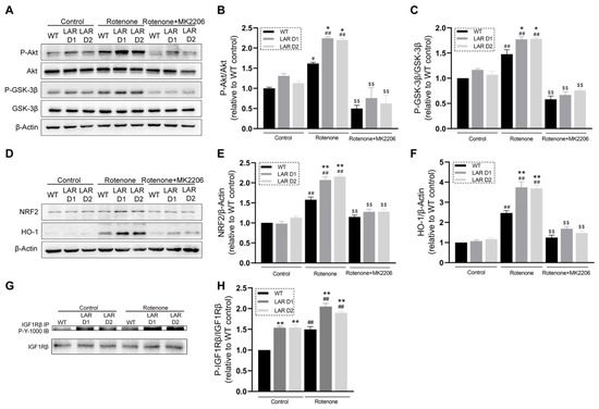 LAR Downregulation Protects the Astrocytic U251 and Cocultured SH-SY5Y ...