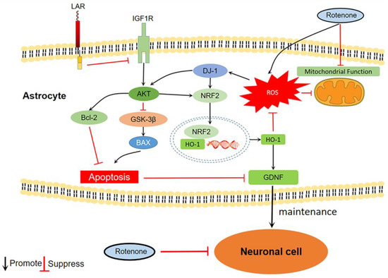 LAR Downregulation Protects the Astrocytic U251 and Cocultured SH-SY5Y ...