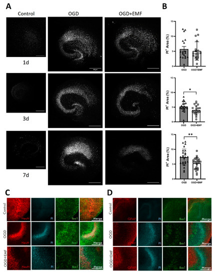 Extremely Low-Frequency Electromagnetic Stimulation (ELF-EMS) Improves ...