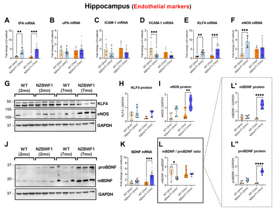 Altered Hippocampal and Striatal Expression of Endothelial Markers and VIP/PACAP Neuropeptides ...