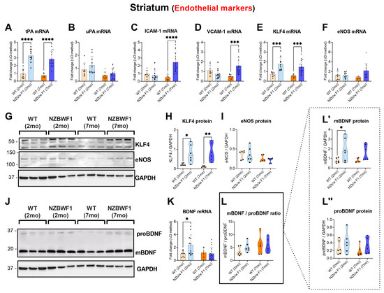 Altered Hippocampal and Striatal Expression of Endothelial Markers and VIP/PACAP Neuropeptides ...