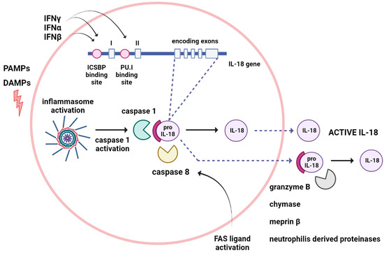 IL-18 in Autoinflammatory Diseases: Focus on Adult Onset Still Disease ...
