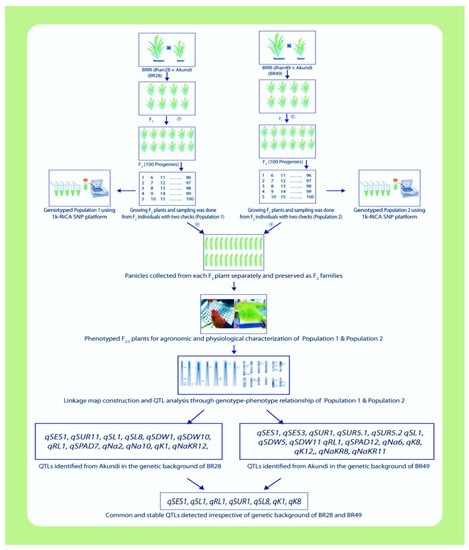 Molecular Mapping to Discover Reliable Salinity-Resilient QTLs from the ...