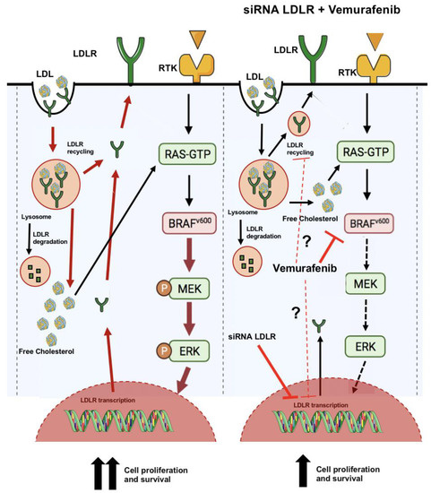 Low-Density Lipoprotein Receptor Is a Key Driver of Aggressiveness in ...