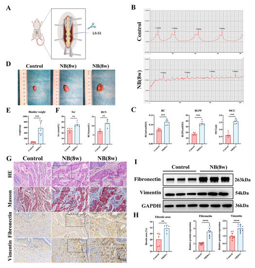 Inhibition of the NF-κB Signaling Pathway Alleviates Pyroptosis in ...