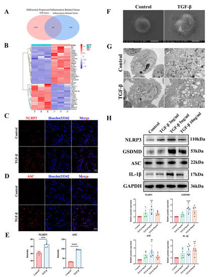 Inhibition of the NF-κB Signaling Pathway Alleviates Pyroptosis in ...