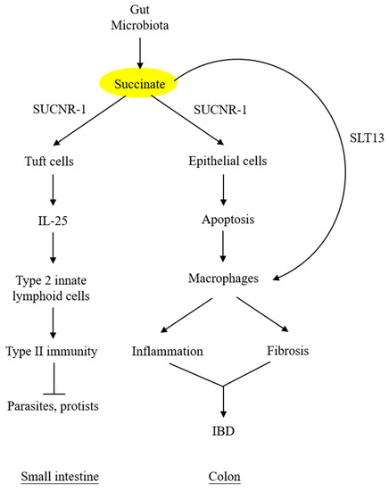 Extracellular Succinate: A Physiological Messenger and a Pathological ...
