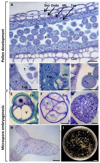 Opposite Auxin Dynamics Determine the Gametophytic and Embryogenic ...