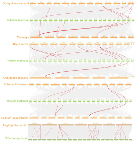 Analysis of Raffinose Synthase Gene Family in Bread Wheat and ...