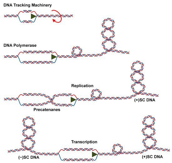 Telling Your Right Hand from Your Left: The Effects of DNA Supercoil ...