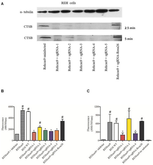 Cathepsin B Is Not an Intrinsic Factor Related to Asparaginase ...