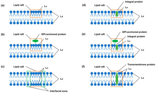 IJMS | Free Full-Text | Eukaryotic Cell Membranes: Structure ...