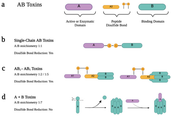 AB Toxins as High-Affinity Ligands for Cell Targeting in Cancer Therapy