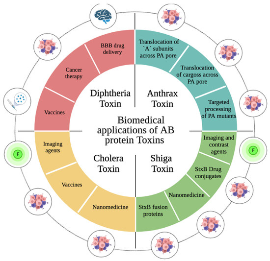 AB Toxins as High-Affinity Ligands for Cell Targeting in Cancer Therapy