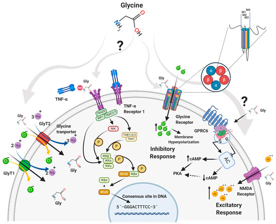 Glycine: The Smallest Anti-Inflammatory Micronutrient