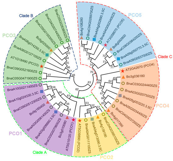 Genome-Wide Identification and Analysis of the Plant Cysteine Oxidase ...
