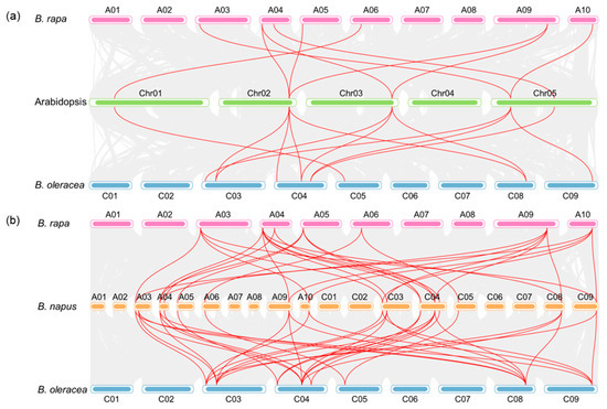 Genome-Wide Identification and Analysis of the Plant Cysteine Oxidase ...