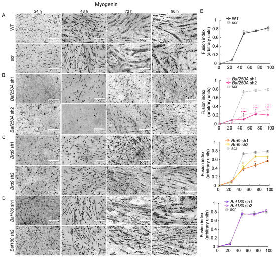 Differential Contributions of mSWI/SNF Chromatin Remodeler Sub-Families ...