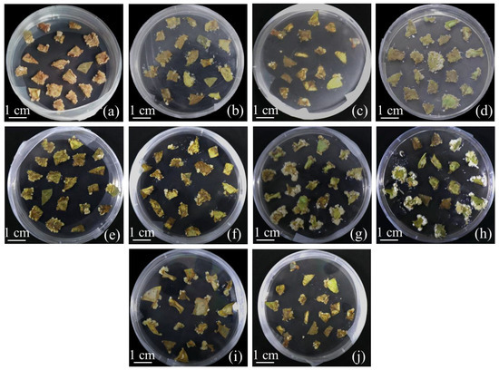 Optimization of Protocols for the Induction of Callus and Plant ...