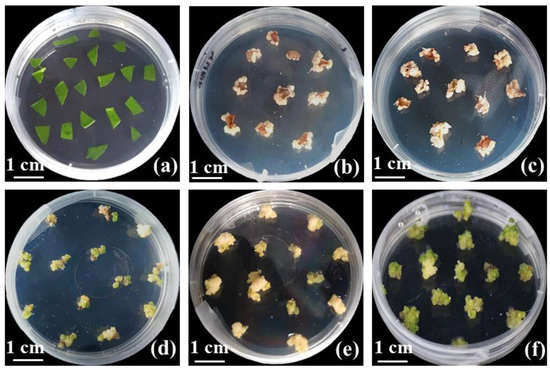 Optimization of Protocols for the Induction of Callus and Plant ...