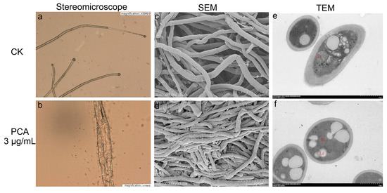 Antifungal Mechanism of Phenazine-1-Carboxylic Acid against Antifungal Mechanism of Phenazine-1-Carboxylic Acid against