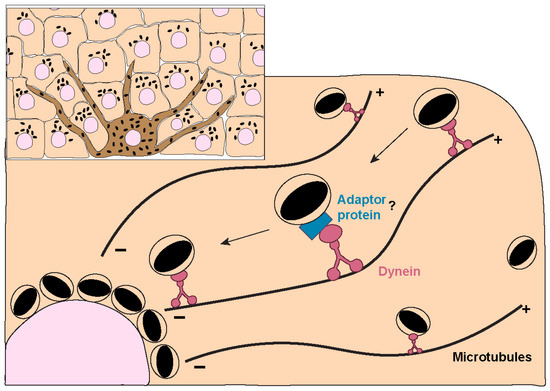 IJMS | Free Full-Text | Melanin’s Journey from Melanocytes to ...