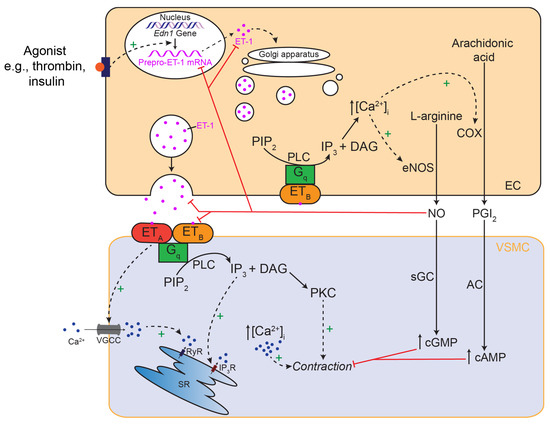 Endothelin-1 in Health and Disease