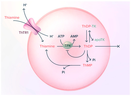 Synthetic Thioesters of Thiamine: Promising Tools for Slowing ...