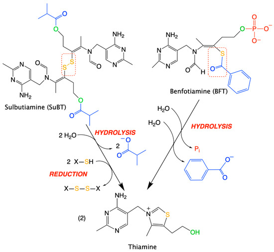 Synthetic Thioesters of Thiamine: Promising Tools for Slowing ...