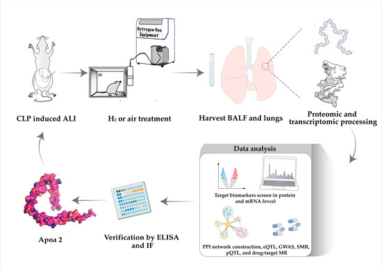 APOA2: New Target for Molecular Hydrogen Therapy in Sepsis-Related Lung ...