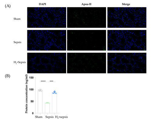 APOA2: New Target for Molecular Hydrogen Therapy in Sepsis-Related Lung ...