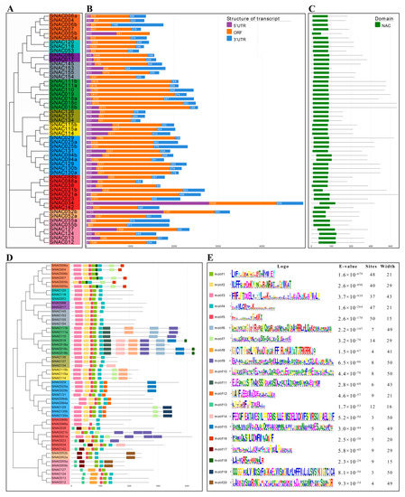 Transcriptome-Wide Identification and Response Pattern Analysis of the ...
