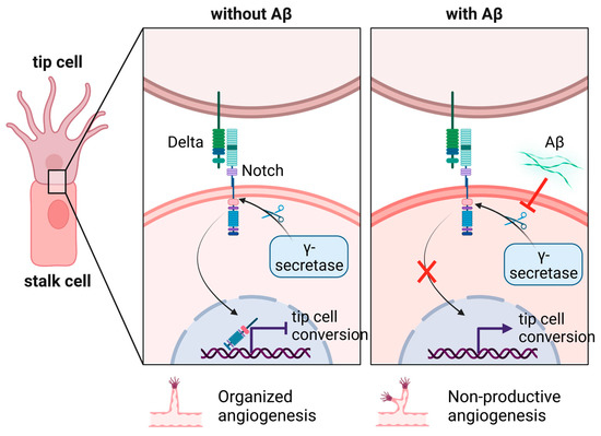 Endothelial Senescence and Its Impact on Angiogenesis in Alzheimer’s ...