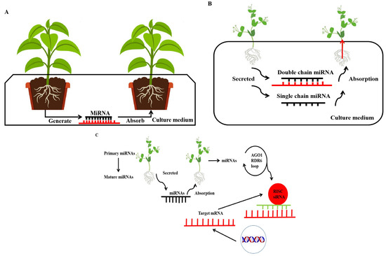 MicroRNA: A Dynamic Player from Signalling to Abiotic Tolerance in Plants