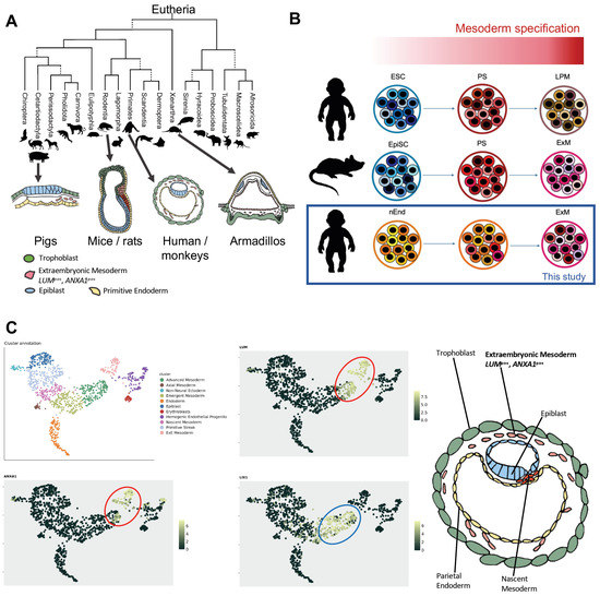 Derivation of Human Extraembryonic Mesoderm-like Cells from Primitive ...