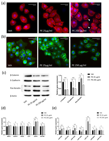 Assessing the Impact of Polyethylene Nano/Microplastic Exposure on ...
