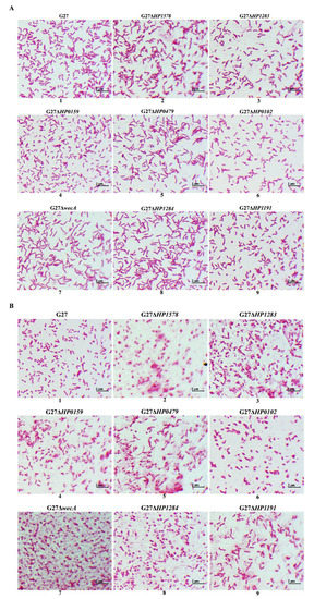 Roles of Lipopolysaccharide Glycosyltransferases in Maintenance of ...