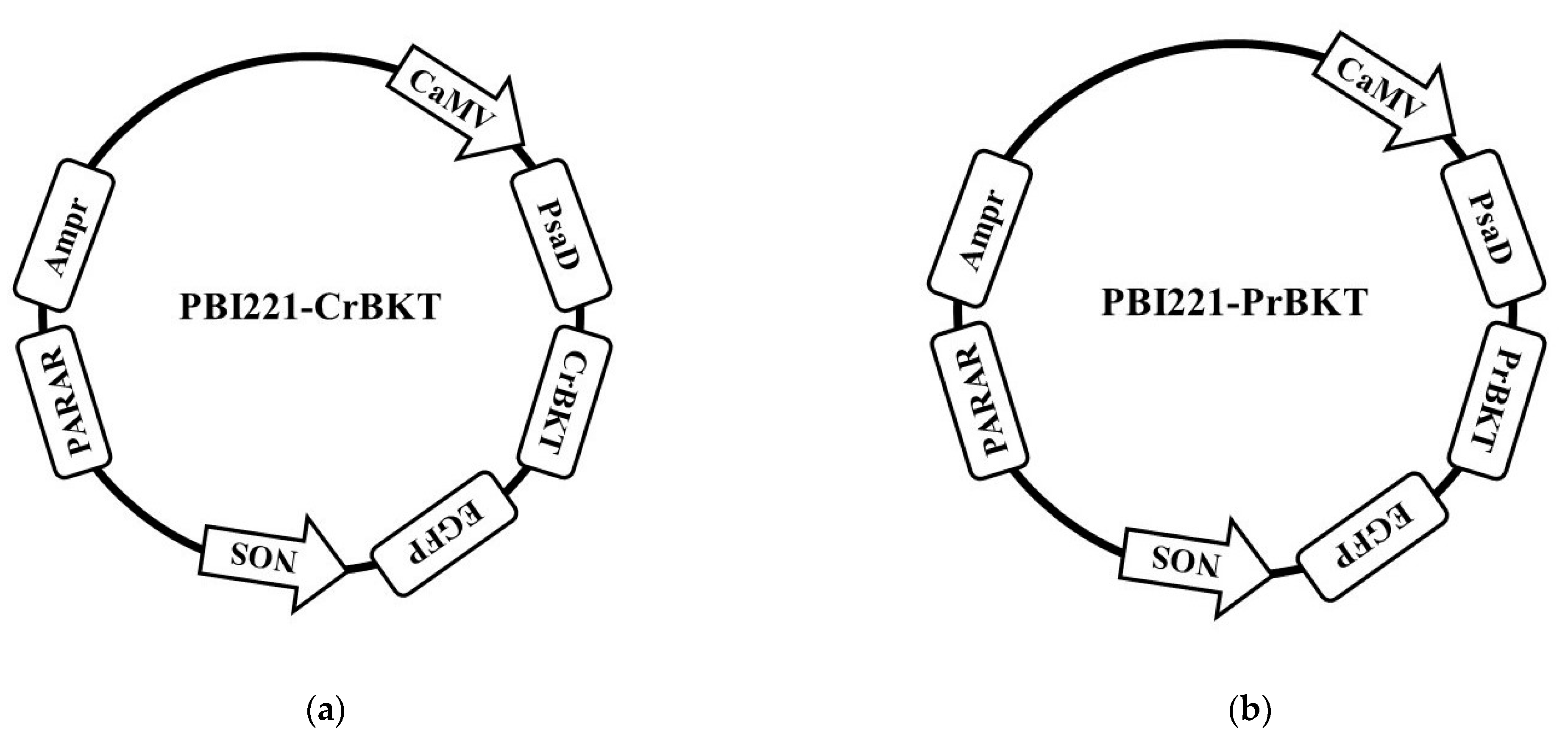 Enhanced Carotenoid Production in Chlamydomonas reinhardtii by Overexpression of Endogenousand ...