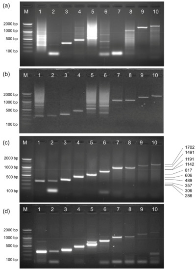 Development of a Simple Direct and Hot-Start PCR Using Escherichia coli ...
