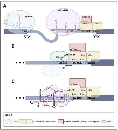 Early Splicing Complexes and Human Disease