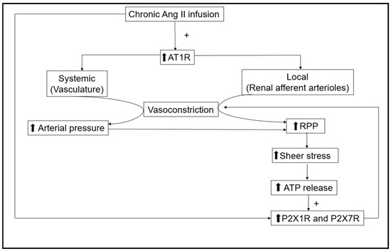Interaction of Angiotensin II AT1 Receptors with Purinergic P2X ...