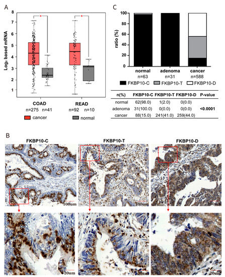 Subcellular Expression Patterns of FKBP Prolyl Isomerase 10 (FKBP10) in ...