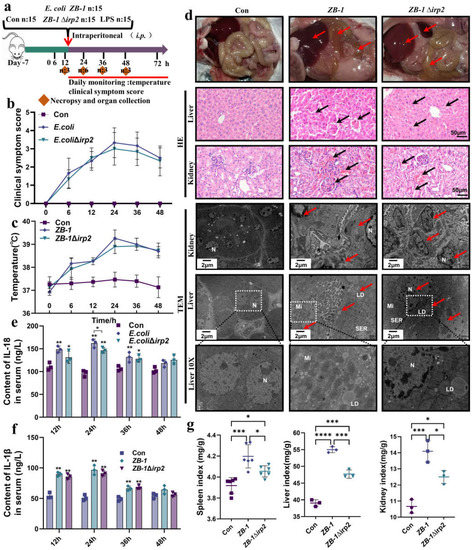 Yersiniabactin-Producing E. coli Induces the Pyroptosis of Intestinal ...