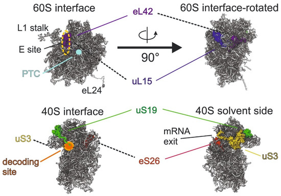 Two “Edges” in Our Knowledge on the Functions of Ribosomal Proteins ...