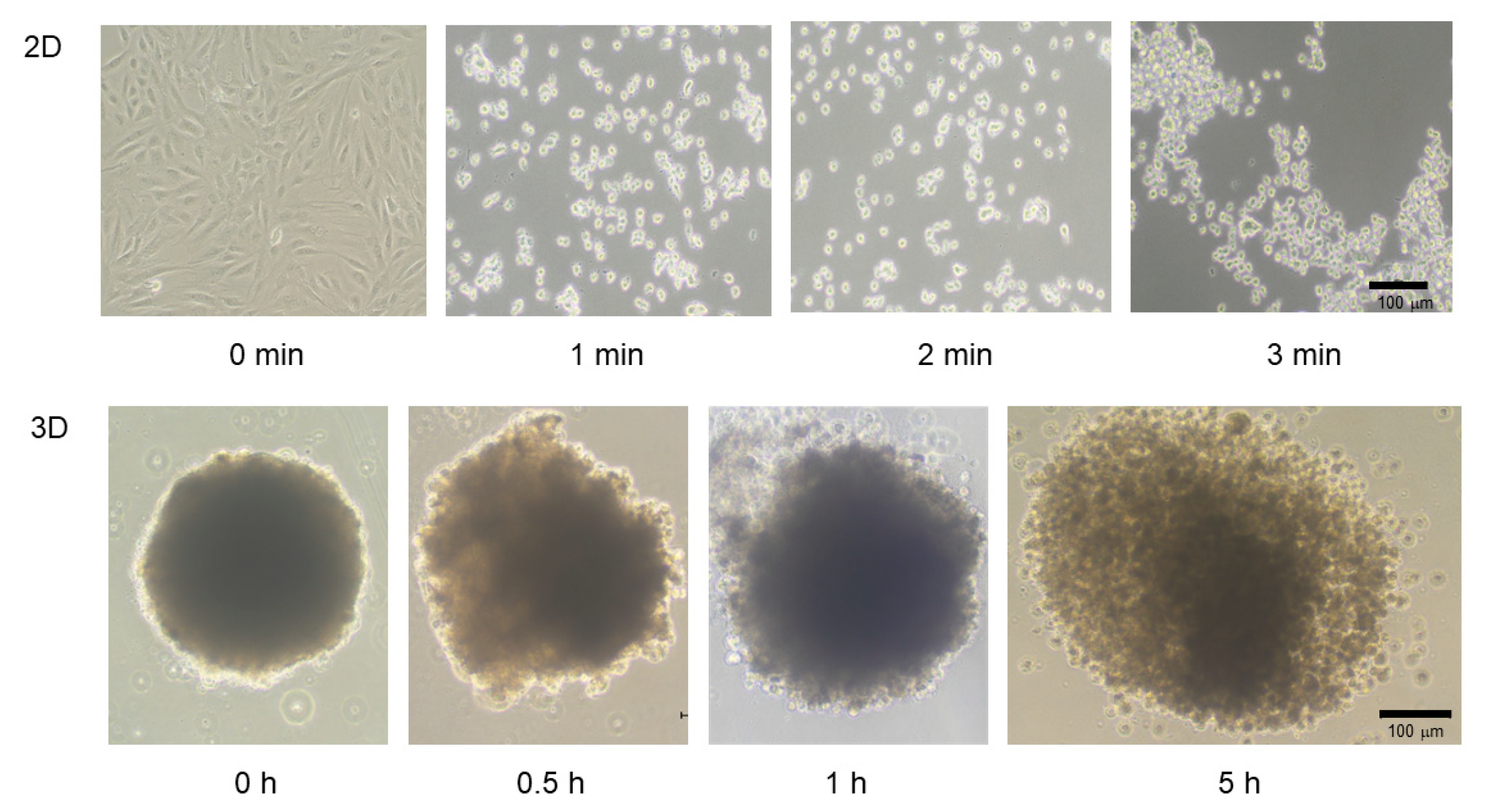 IJMS | Free Full-Text | mTOR Inhibitors Modulate the Physical ...